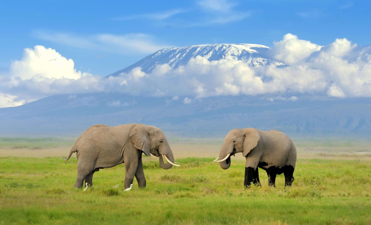 Aéroport de Kilimandjaro (JRO) - votre guide ultime