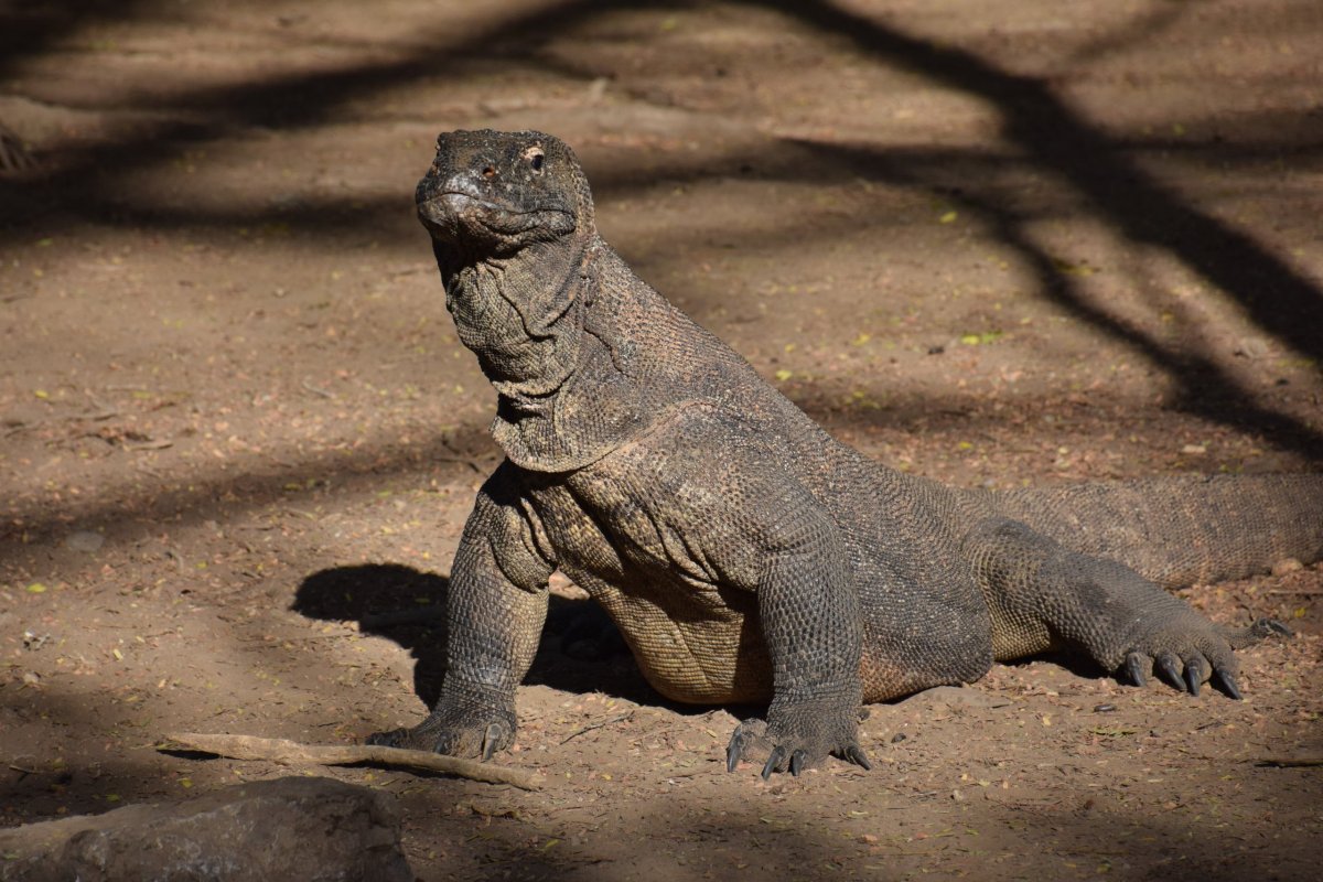 Île de Komodo, Îles de Komodo - tout ce qu'il faut savoir