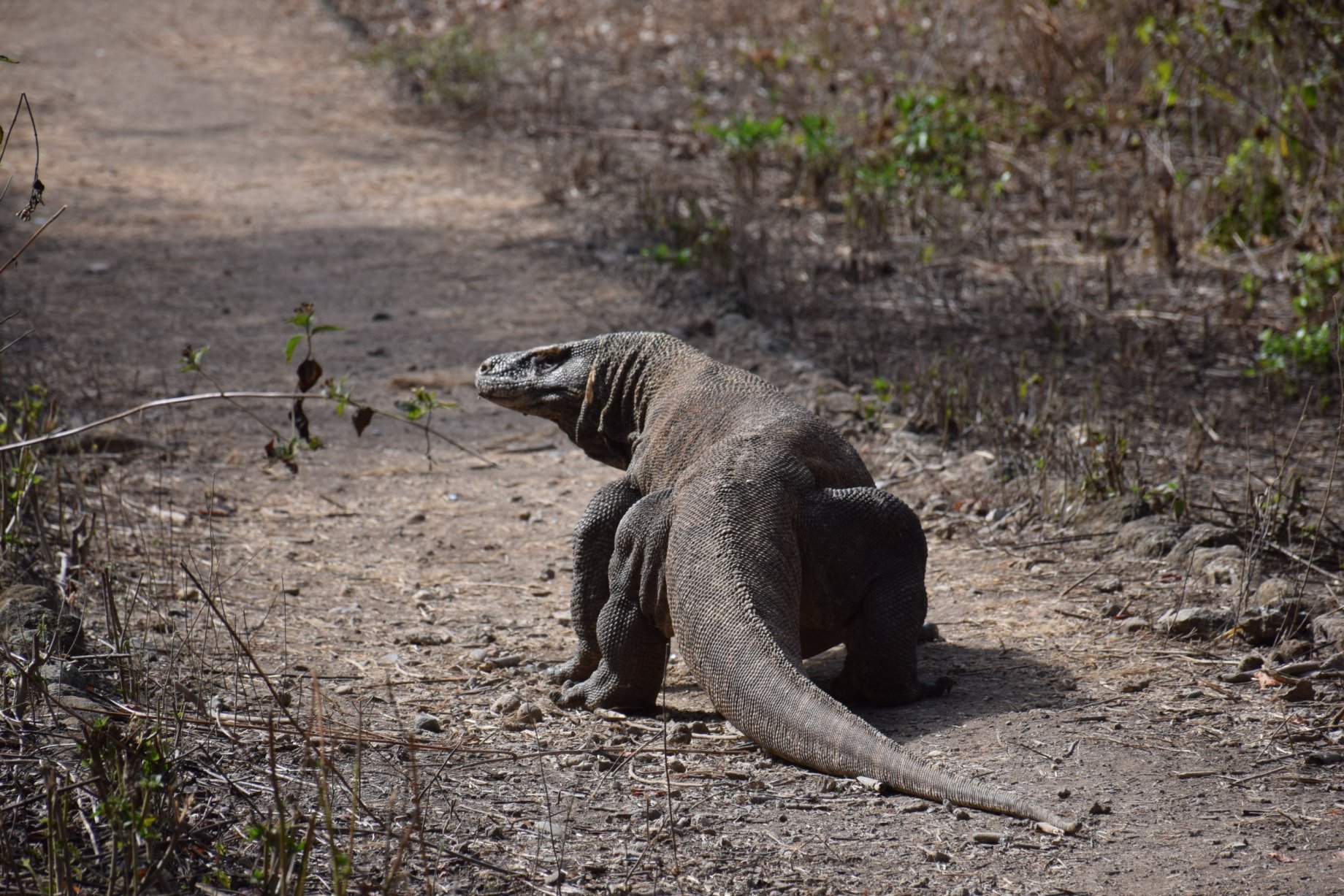 Meilleures activités et choses à faire à Îles de Komodo.
